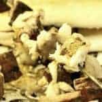 Boulfaf - Grilled Lamb Liver - MarocMama