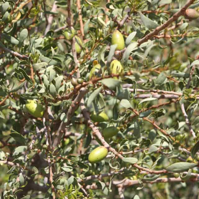 The Ultimate Guide to Moroccan Argan Oil: Benefits, Uses, and Tips