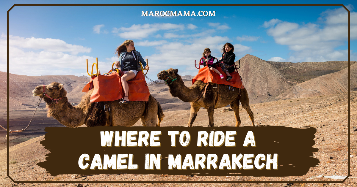 Where to Ride a Camel in Marrakech - MarocMama