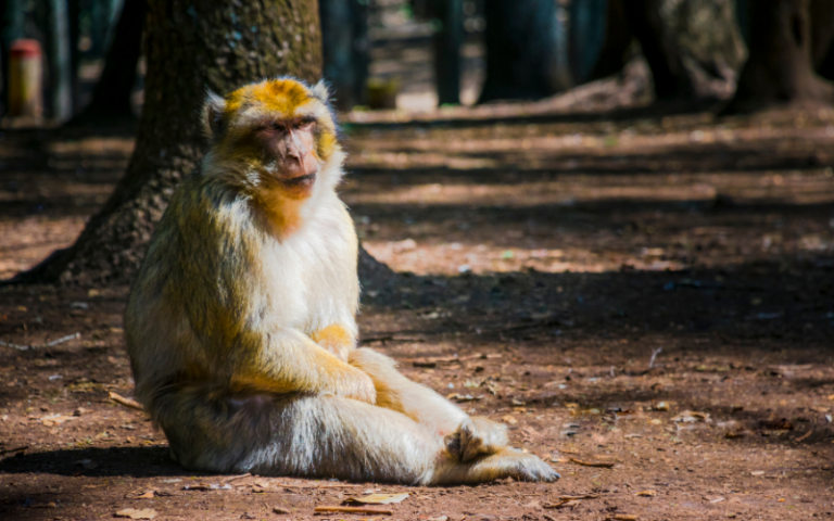 Visiting Azrou, Morocco - Your Destination Guide - MarocMama
